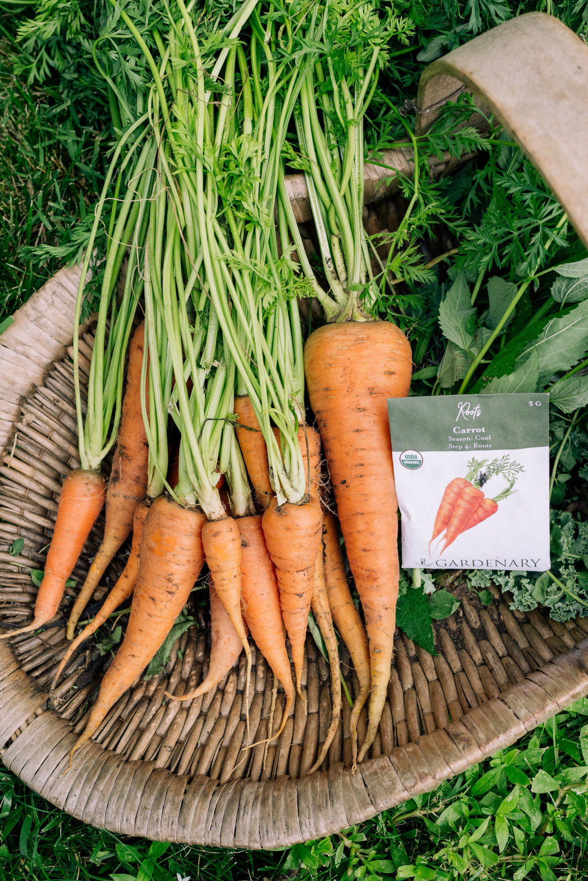 3 Easy Steps to Plant Carrots from Seed • Gardenary