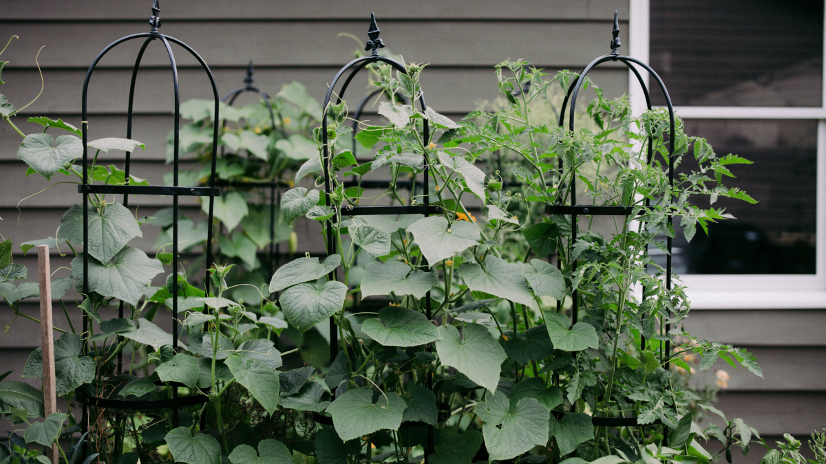 Obelisk Trellis Assembly for a Kitchen Garden • Gardenary