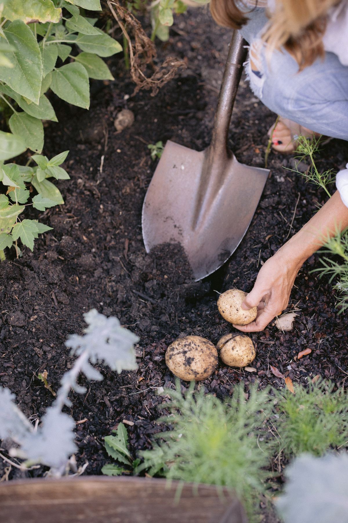 3 Signs Your Potatoes Are Ready for Harvest • Gardenary