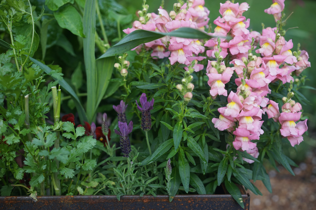 Gardenary Planting vs. Ordinary Planting • Gardenary