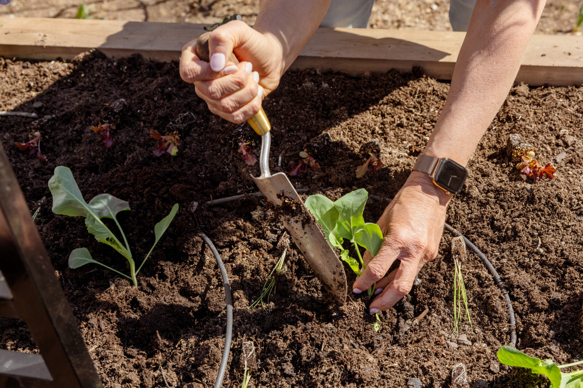 The Benefits of Adding Sand to Your Soil • Gardenary