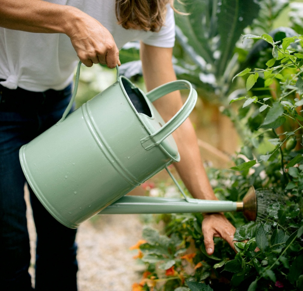 Manual Irrigation Using Buckets Or Watering Cans