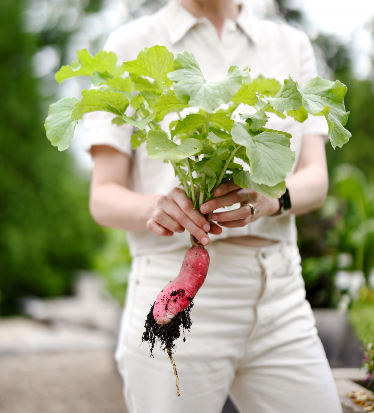 3 Simple Ways to Salvage Radishes Left in the Ground Too Long • Gardenary