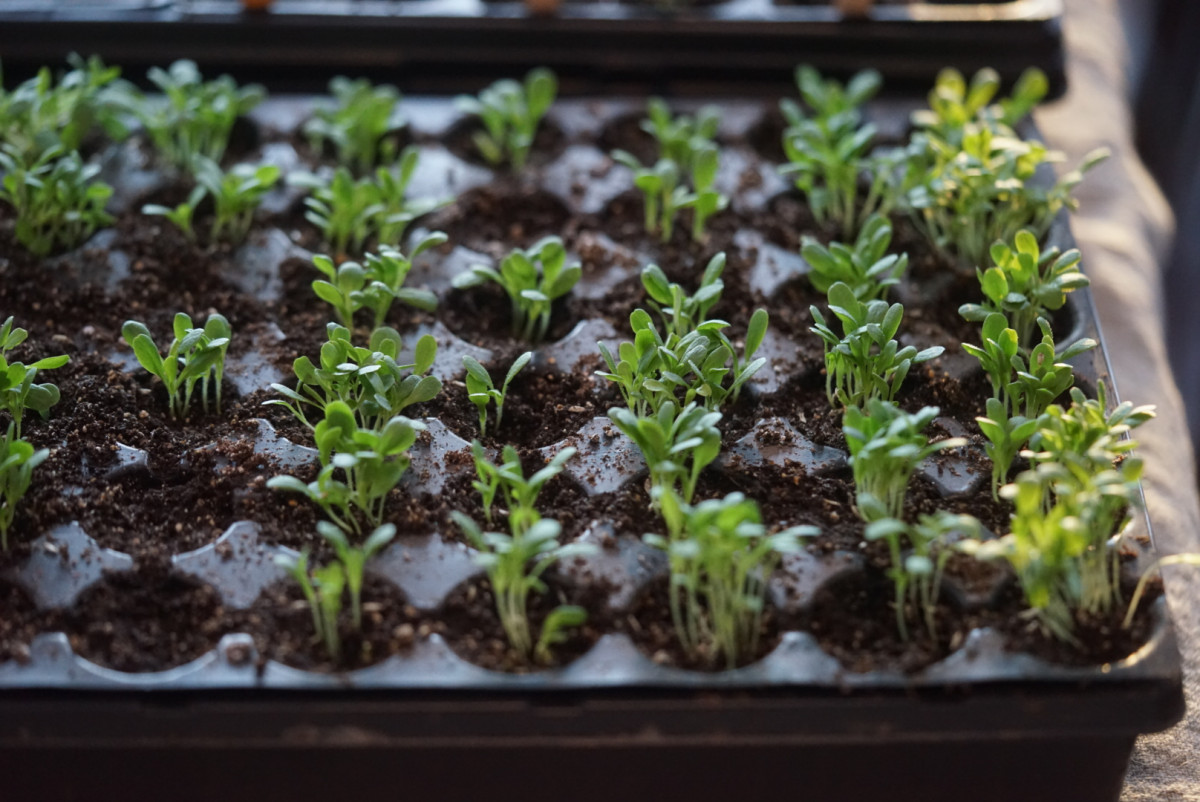 The Best Seeds to Start in January, No Matter Where You Live • Gardenary