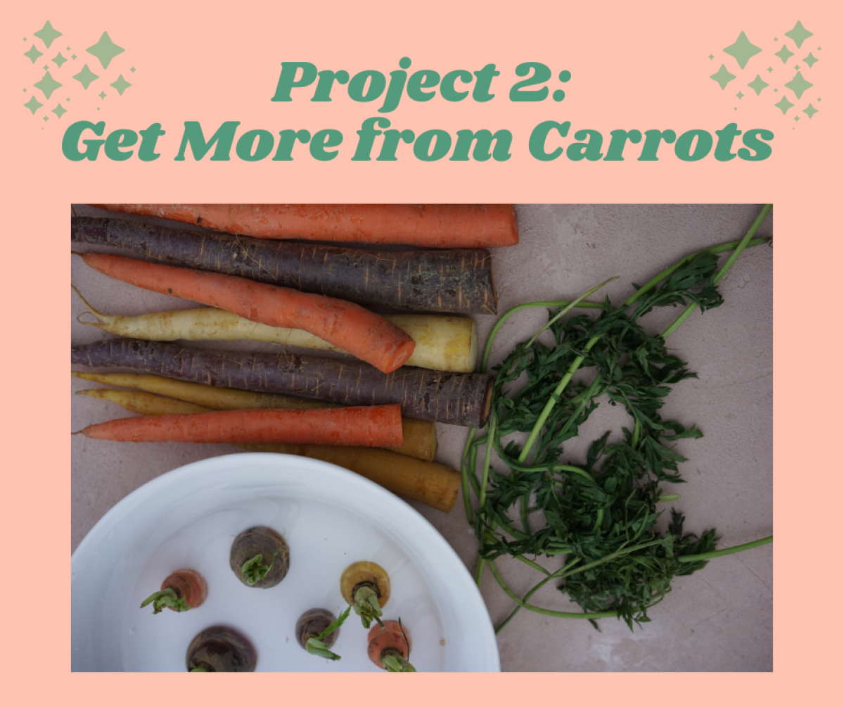 How to Regrow Carrot Tops • Gardenary