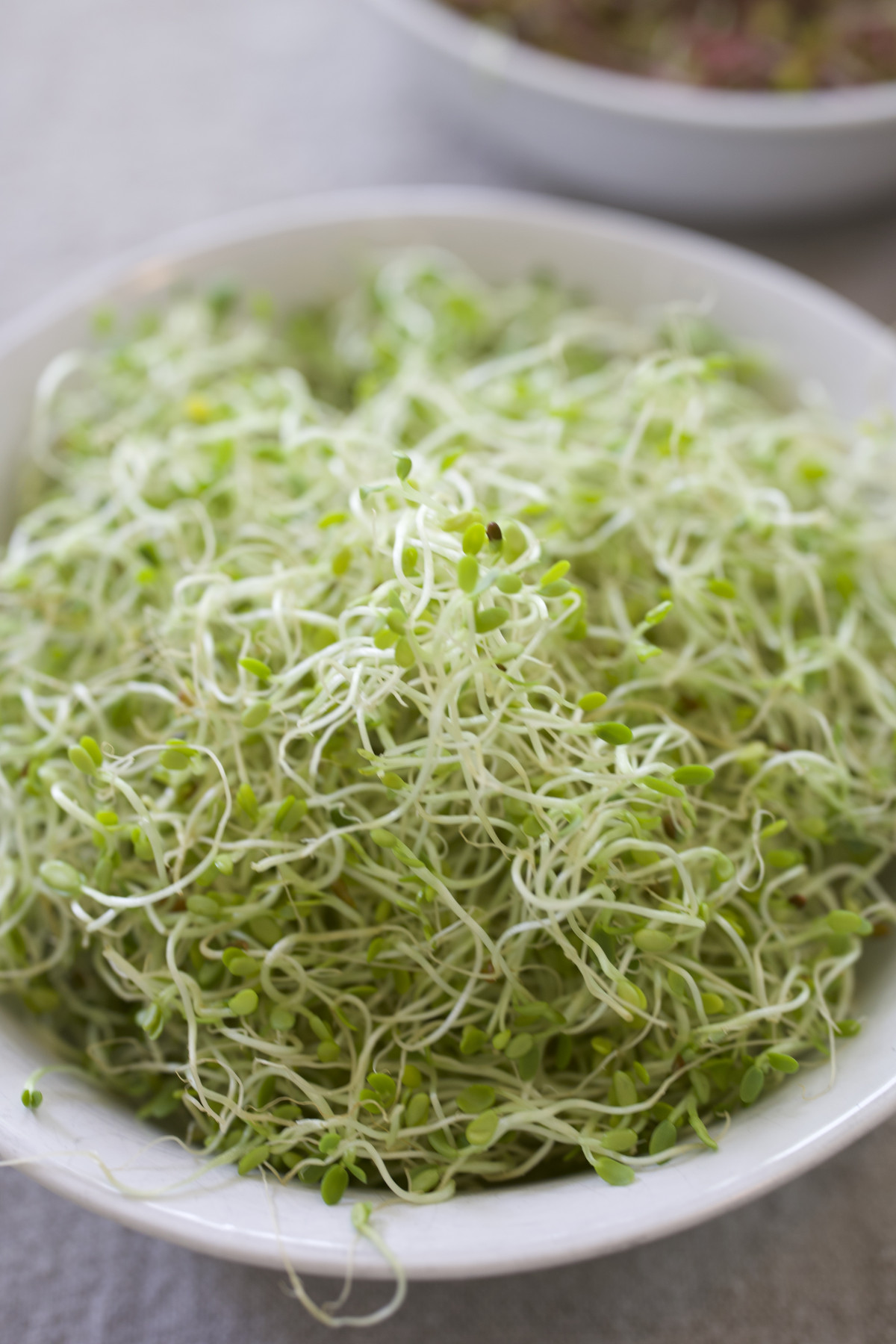 The Pros and Cons of Growing Your Own Sprouts • Gardenary