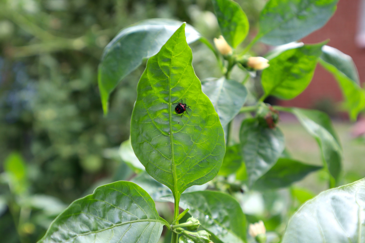 Organic Ways to Treat Pests in a Vegetable Garden • Gardenary