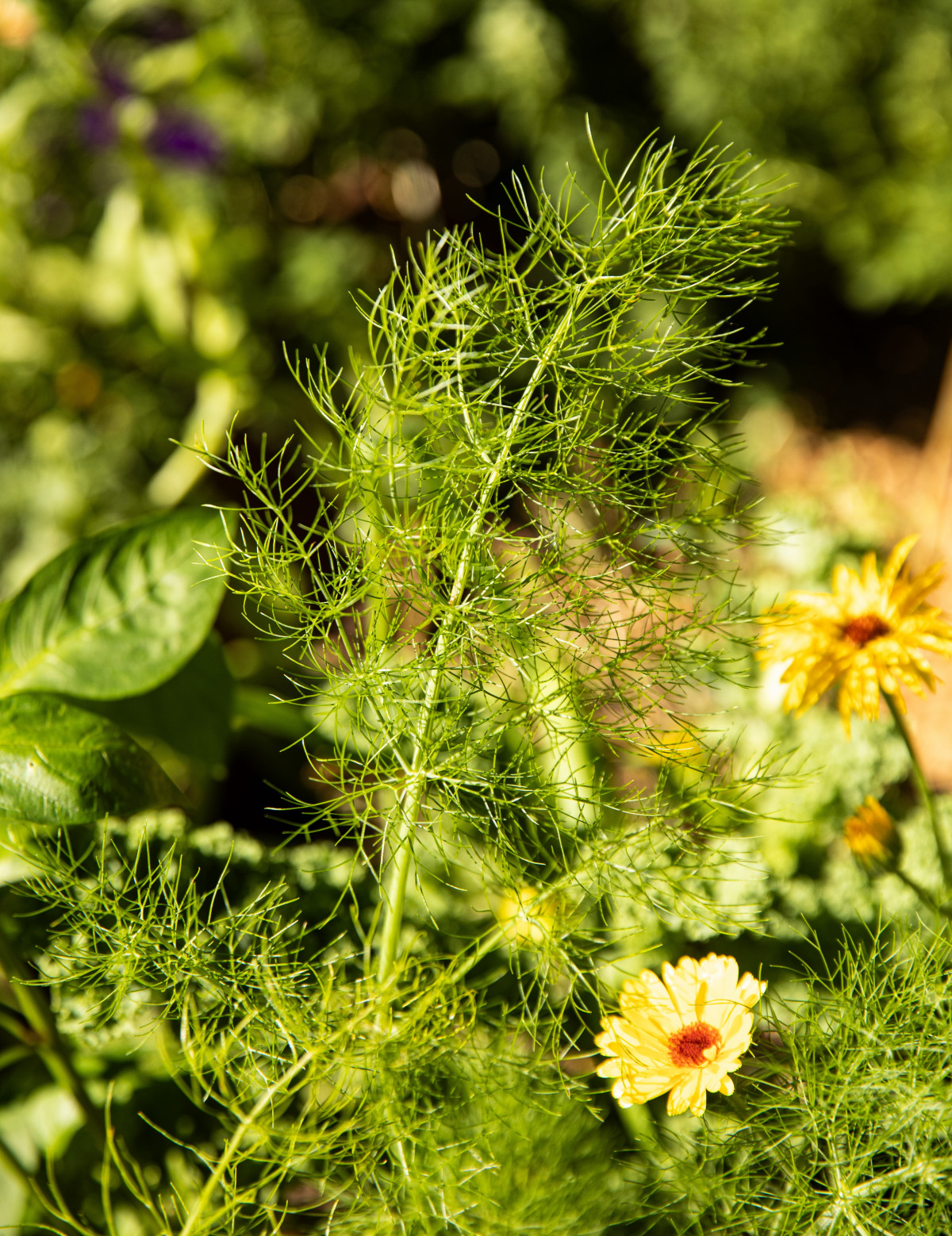 The Best Companion Plants for Dill in an Organic Kitchen Garden • Gardenary