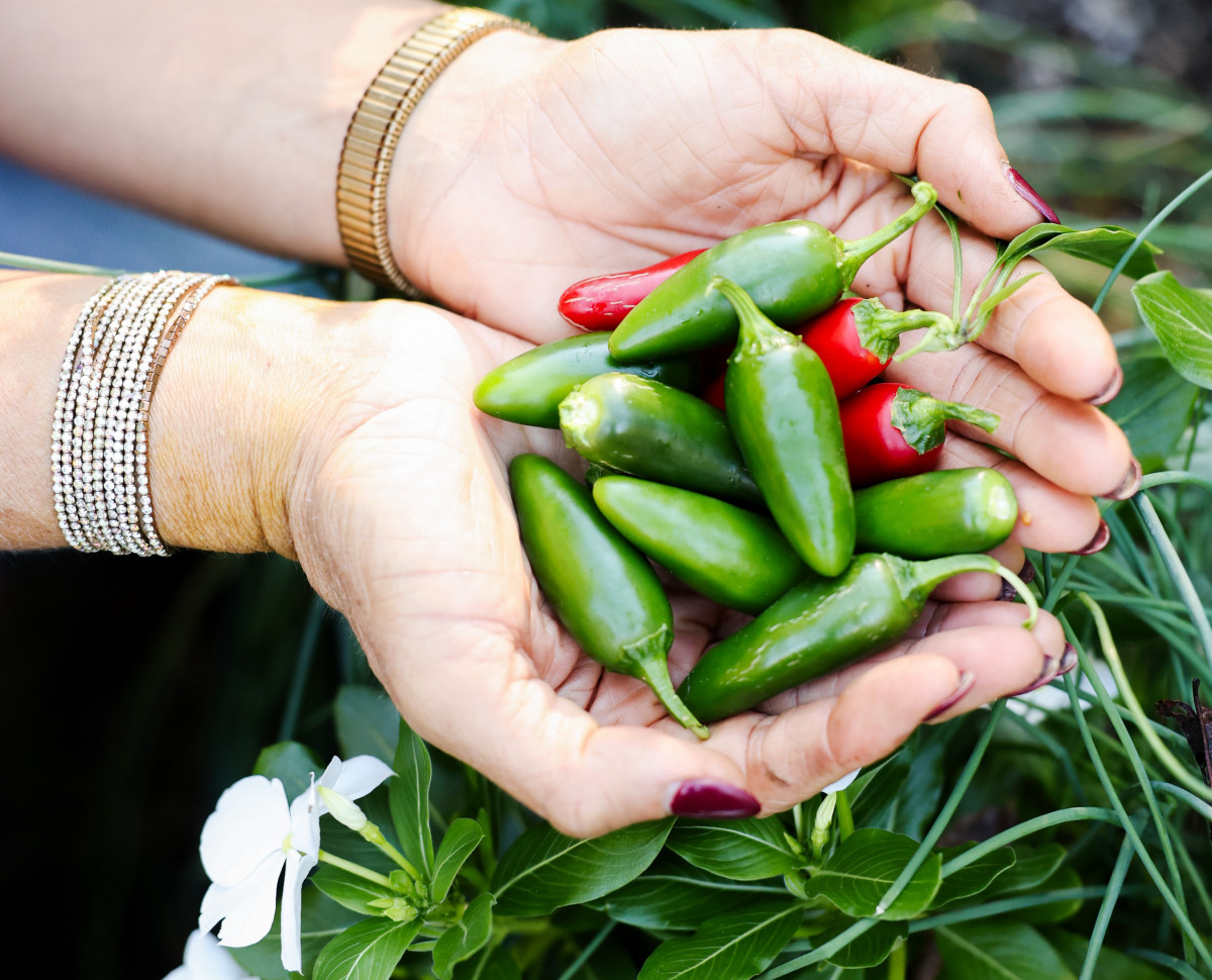 3 Signs Your Peppers Are Ripe and Ready to Be Harvested • Gardenary