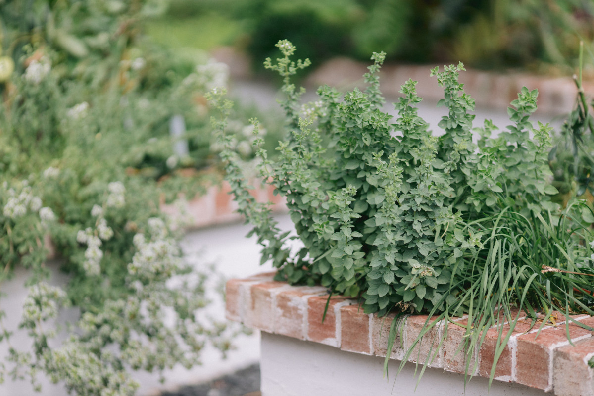 The Top 10 Herbs to Grow This Fall • Gardenary