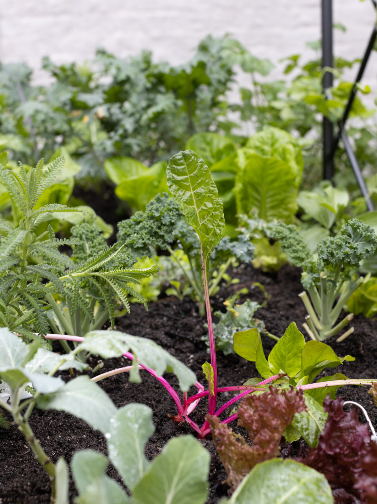 The Best Companion Plants for Beets in an Organic Kitchen Garden ...