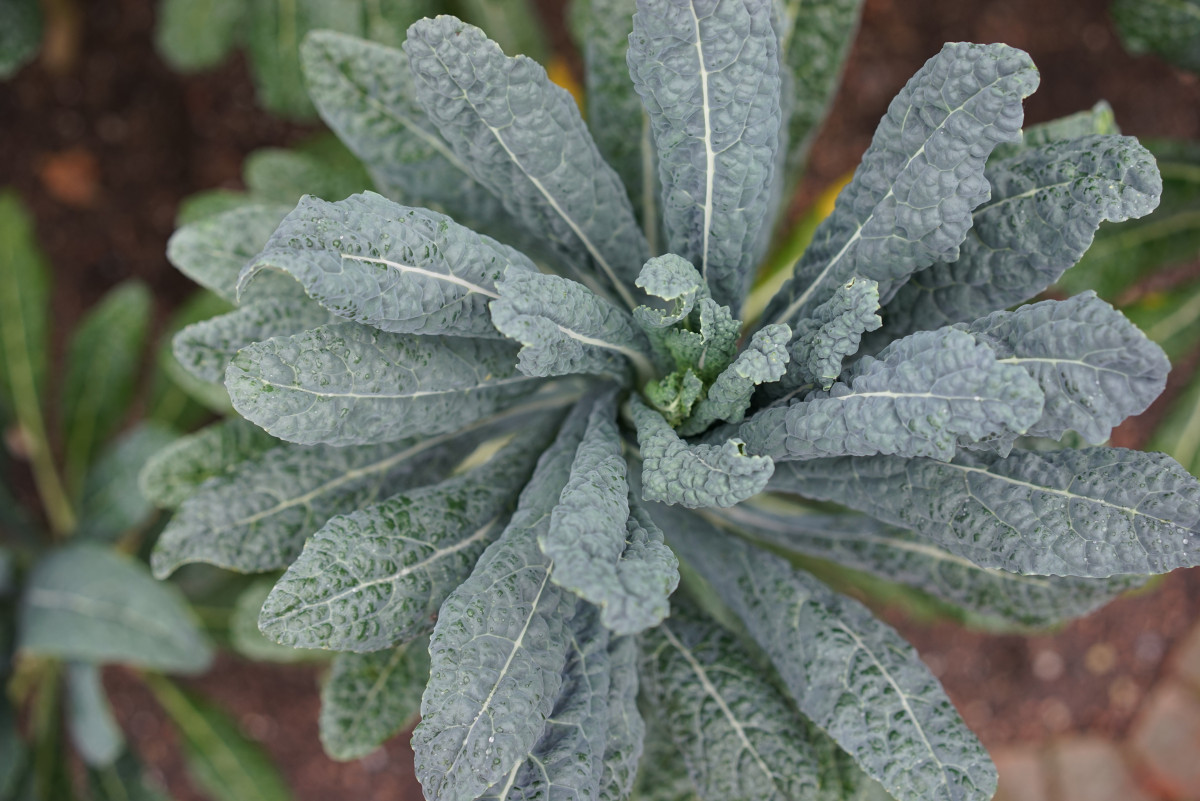 Your Ultimate Guide to Growing Kale • Gardenary