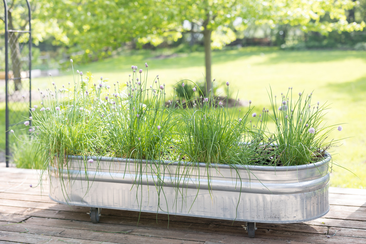 How to Grow Your Own Organic Chives from Seed • Gardenary