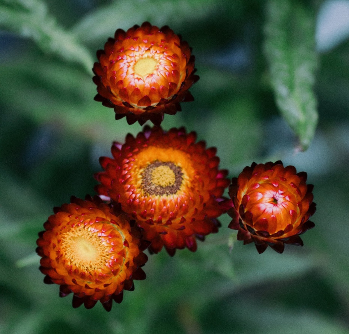 5 Tips to Grow Stunning Strawflowers in Your Kitchen Garden • Gardenary