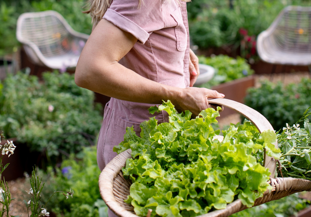 How to Harvest Lettuce to Increase Production • Gardenary