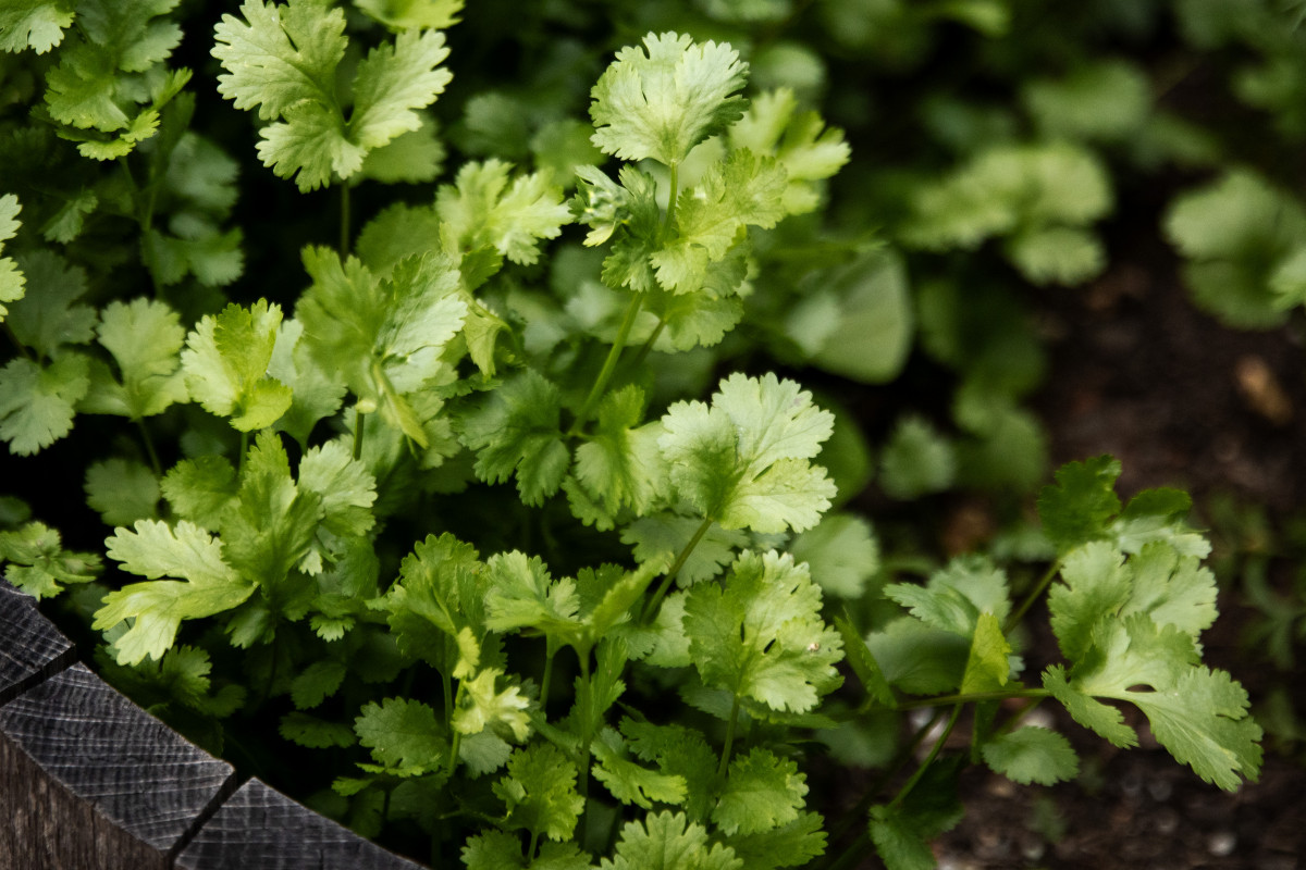 How to Grow Your Own Organic Cilantro from Seed • Gardenary