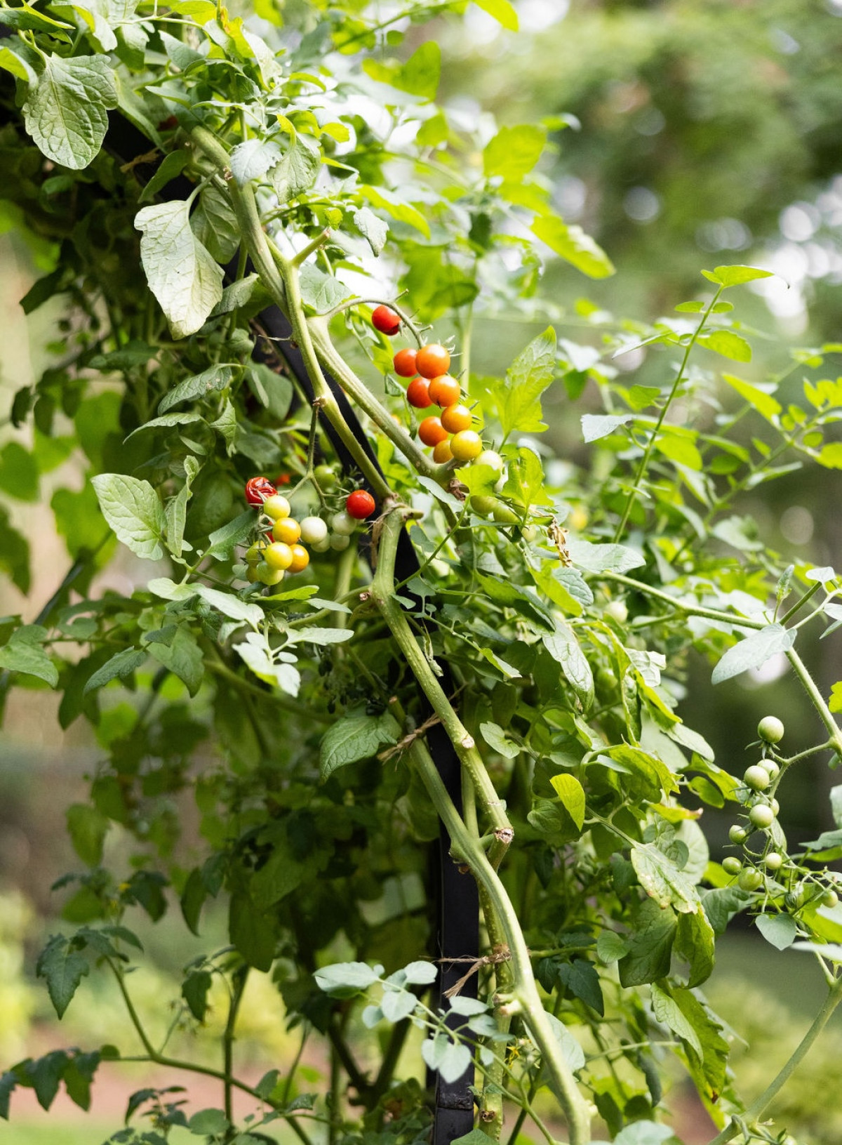 Pruning Tomatoes 101: Should You Prune Tomato Suckers? • Gardenary