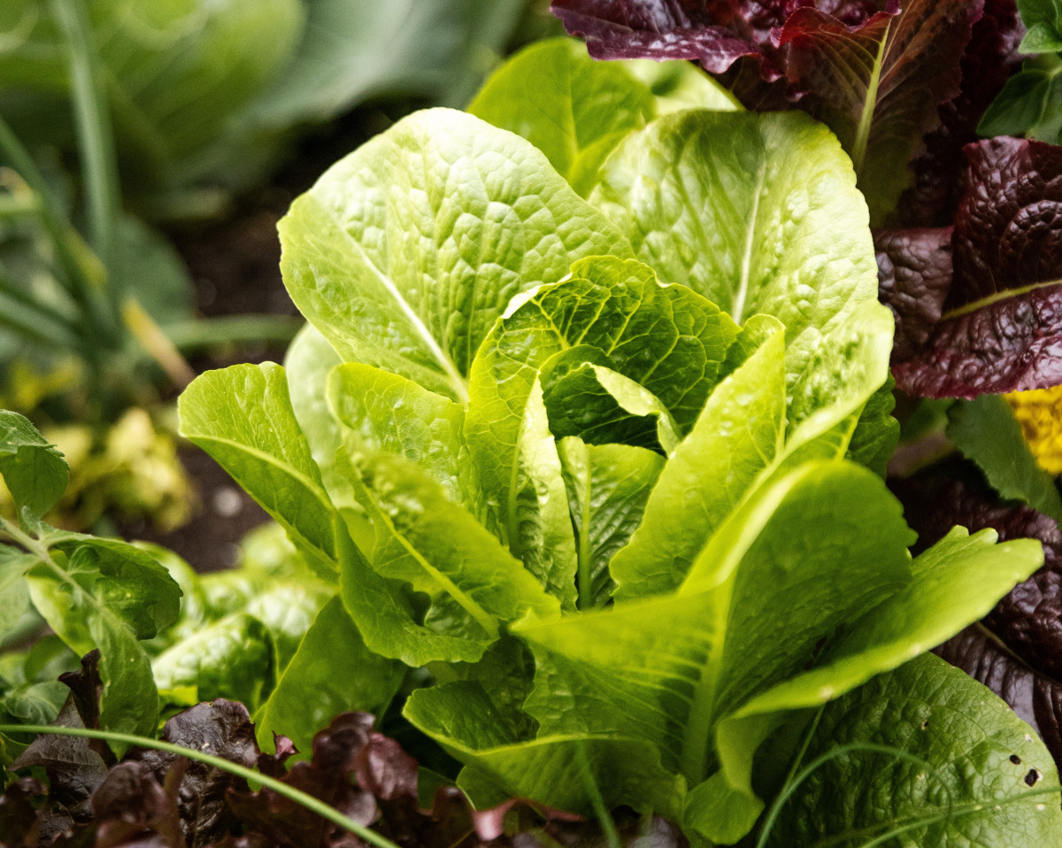How to Grow Your Own Romaine Lettuce • Gardenary