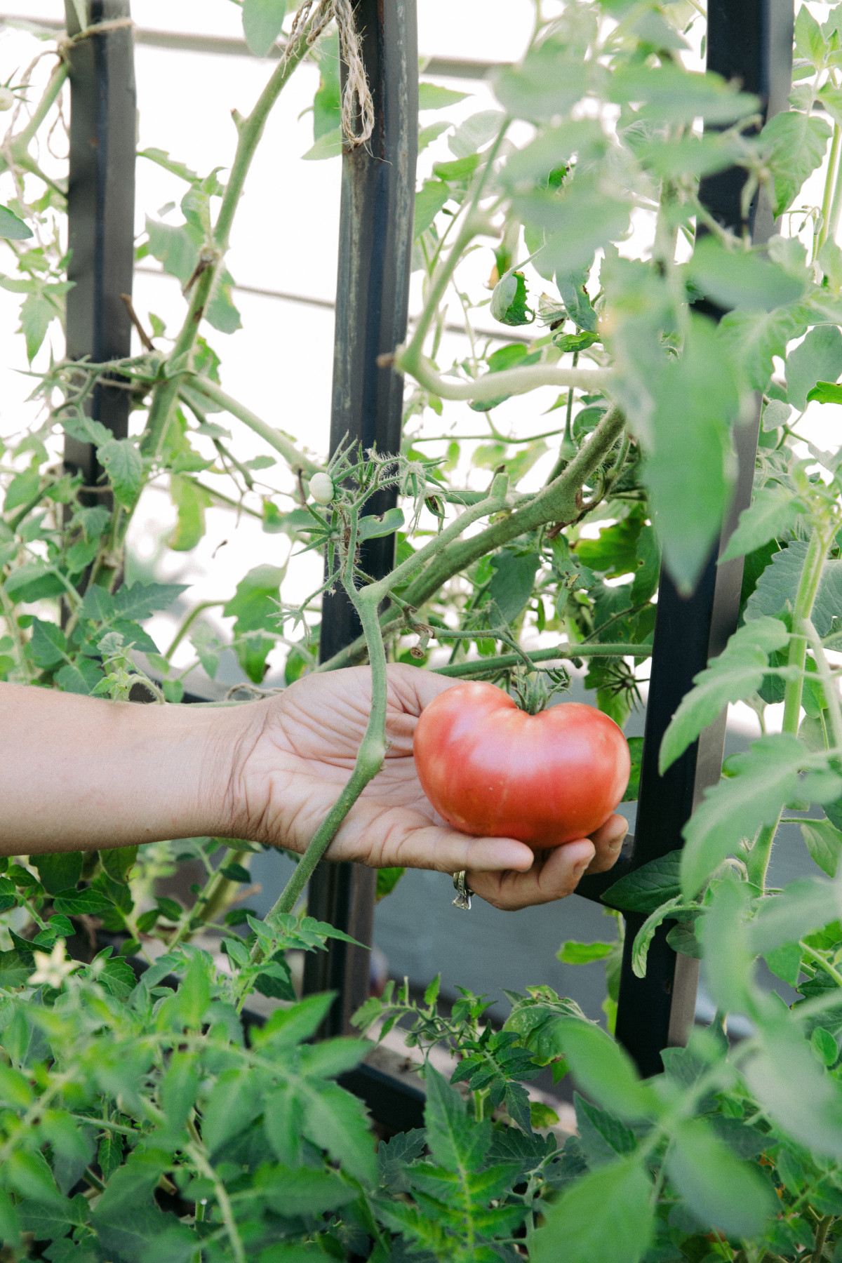 15 Things You Didn't Know About Tomatoes • Gardenary