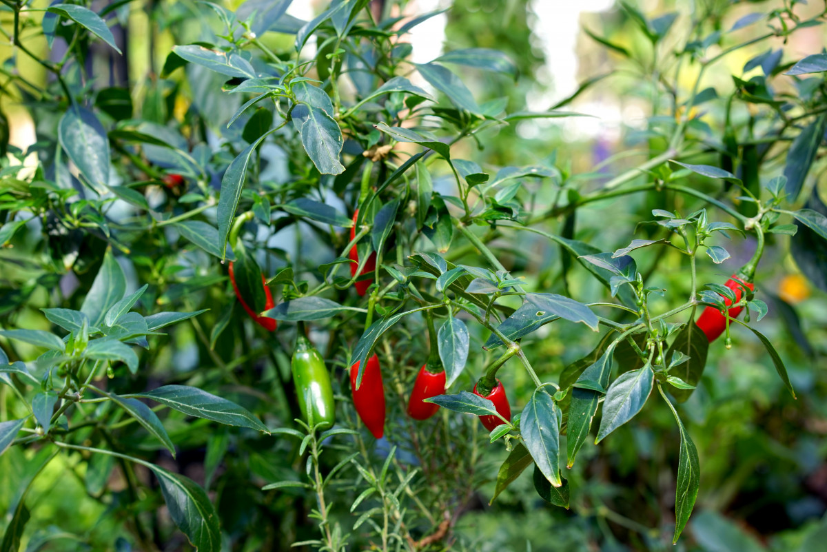 How to Overwinter Your Pepper Plants Indoors • Gardenary