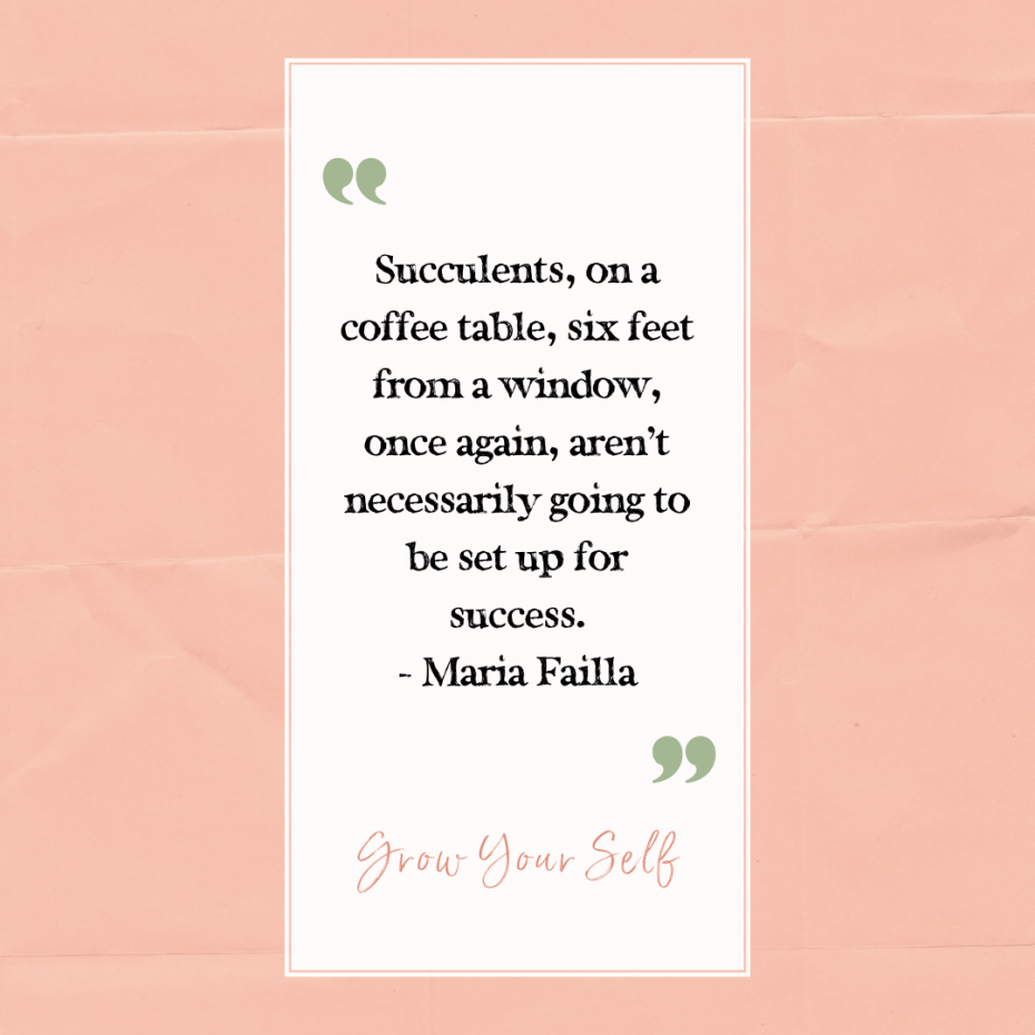 3 Tips to Grow Houseplants Yourself with Maria Failla of Bloom and Grow ...