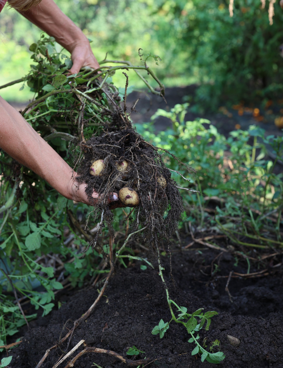 6 Easy Steps to Grow Your Own Organic Potatoes • Gardenary