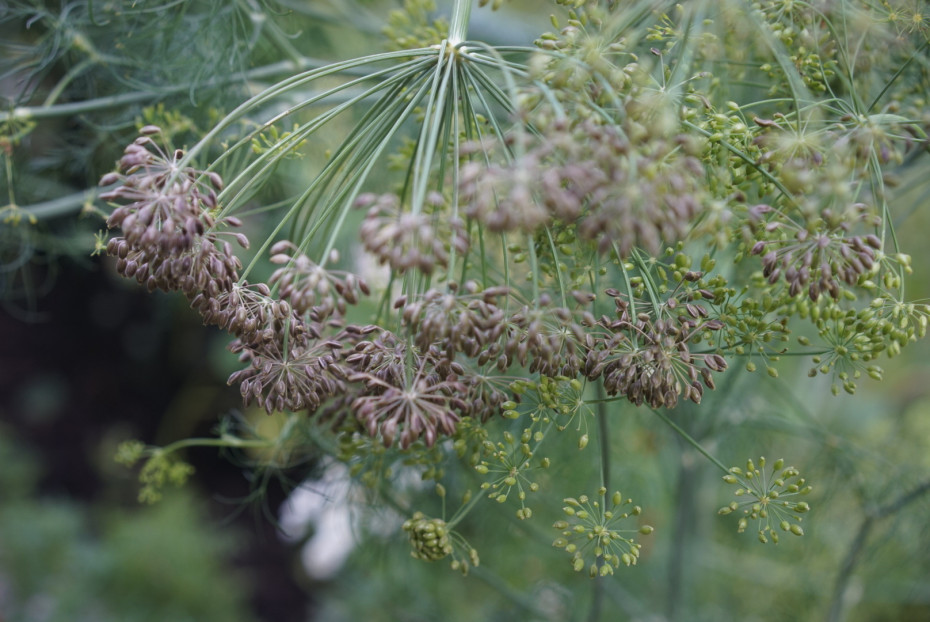 How to Grow Organic Dill in Your Herb Garden • Gardenary