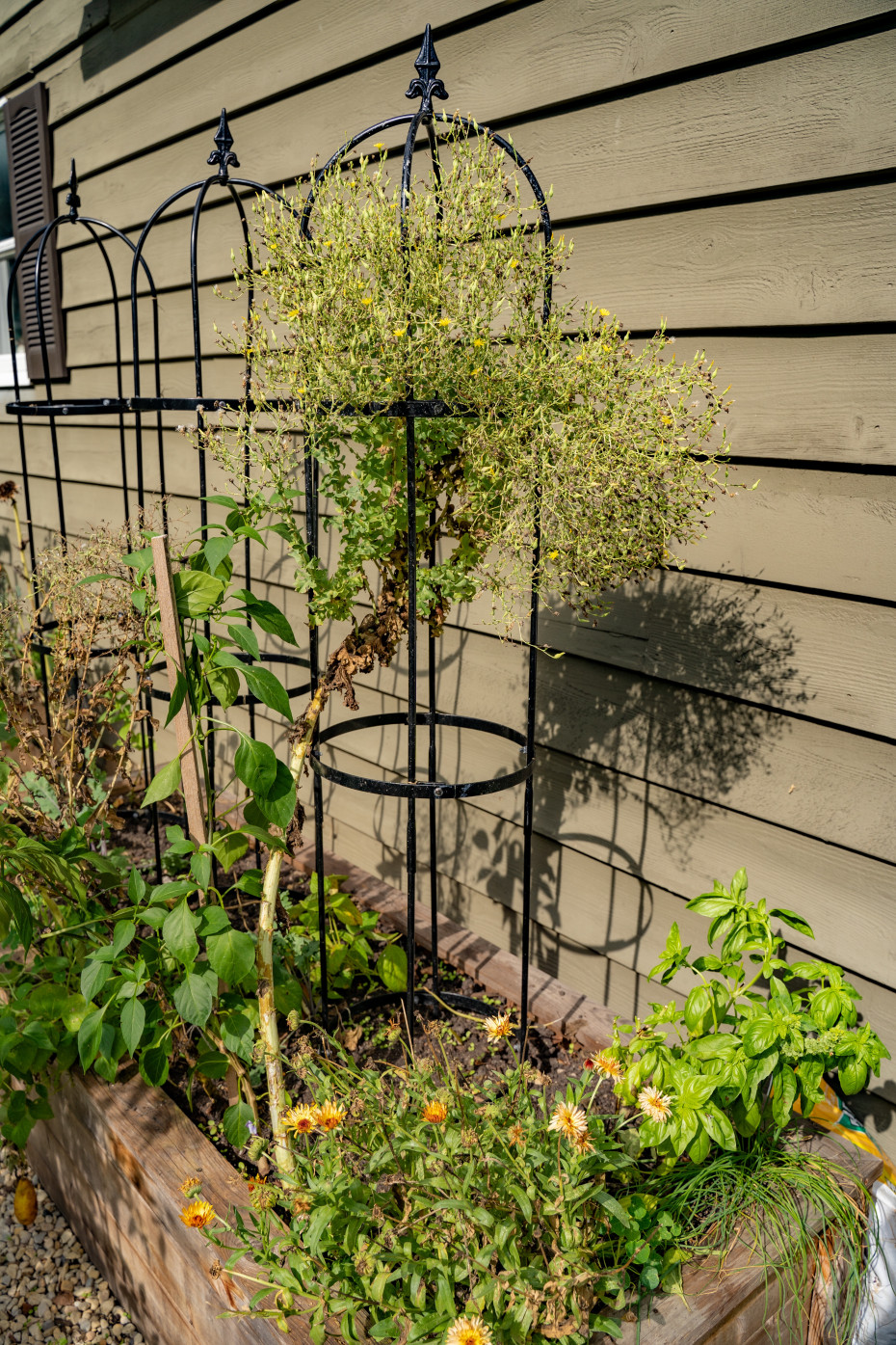 Is It Okay to Eat Bolting Lettuce? • Gardenary