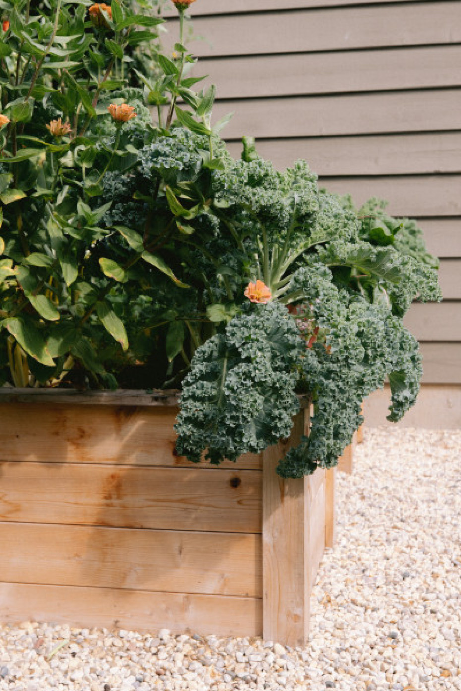 7 Fast Plants to Grow for a Fall Harvest in Just 50 Days • Gardenary