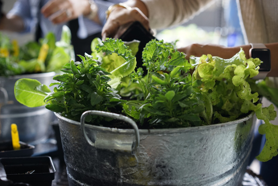 Our Simple Container Garden Idea for Growing Your Own Gourmet Salads ...