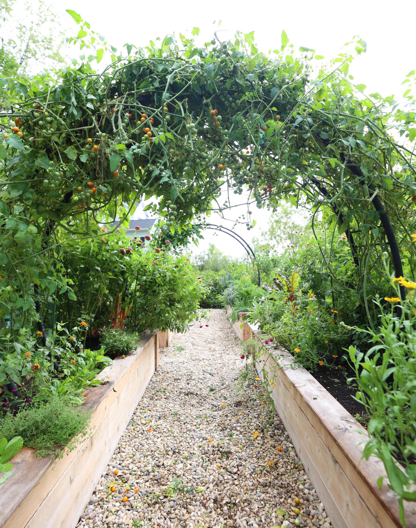 The Complete Guide to Growing Tomatoes on an Arch Trellis • Gardenary