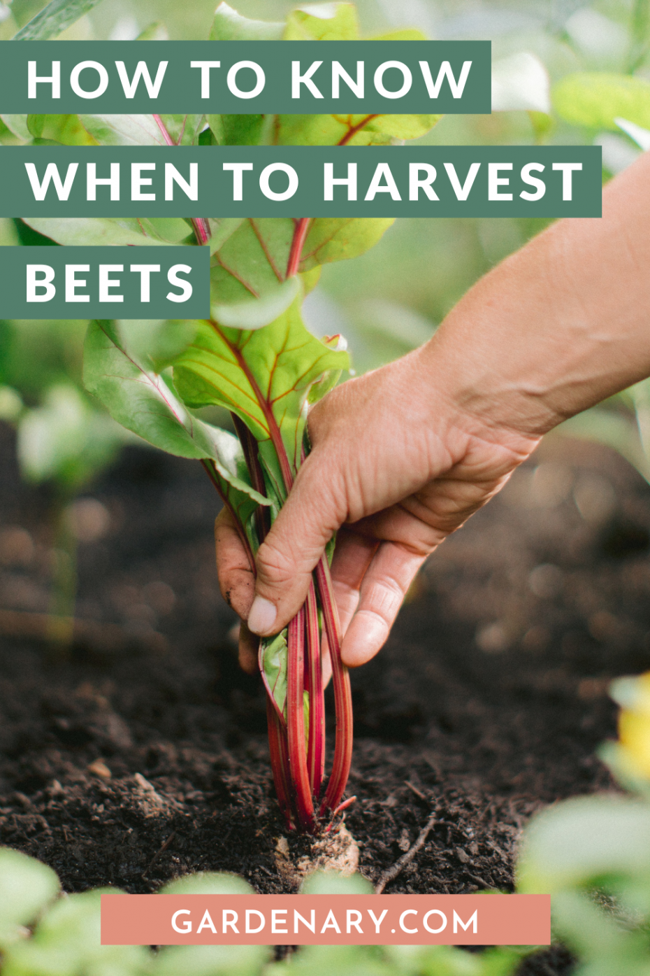 How to Know When to Harvest Beets • Gardenary