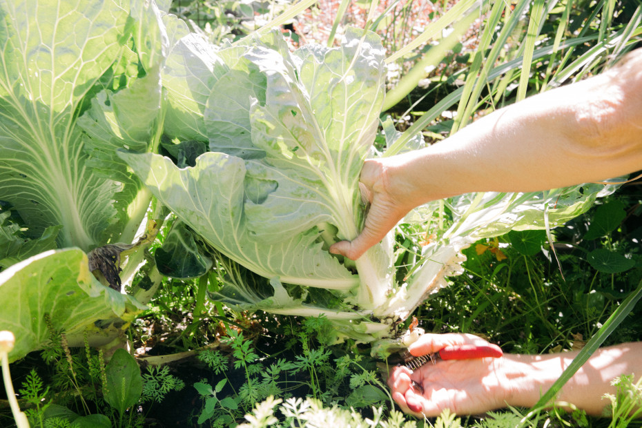 How to Grow Cabbage in Your Kitchen Garden • Gardenary