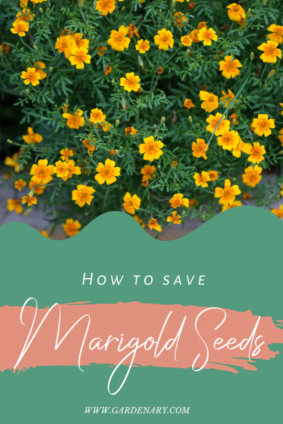 Saving Marigold Seeds • Gardenary