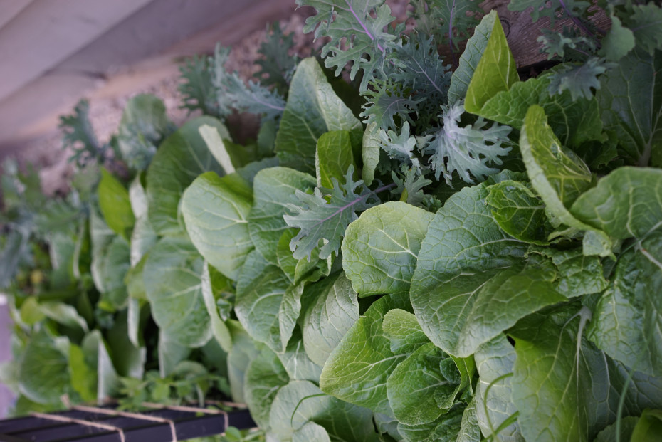 7 Fast Plants to Grow for a Fall Harvest in Just 50 Days • Gardenary