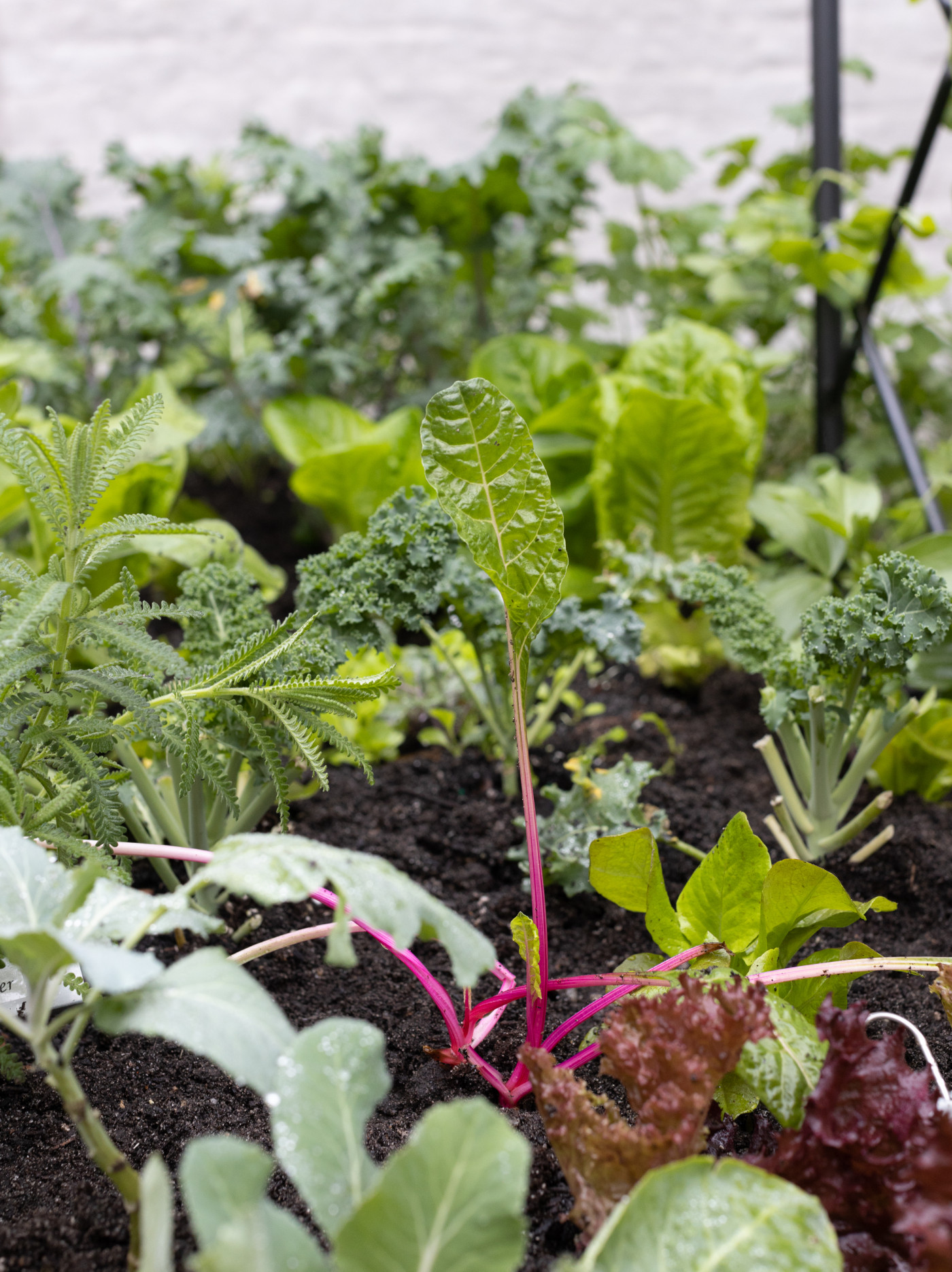 5 Super Simple Steps to Grow Beets from Seed • Gardenary