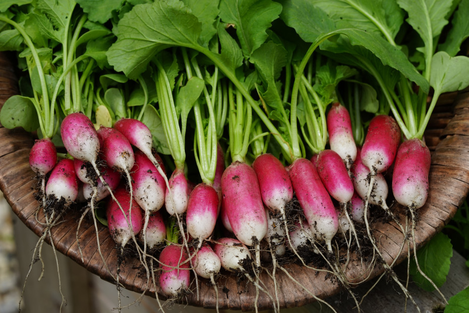 Where Do Radish Seeds Come From Gardenary