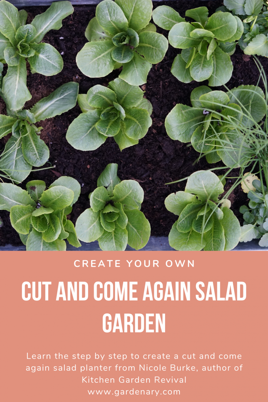 Create a Cut and Come Again Salad Planter for Earth Day • Gardenary