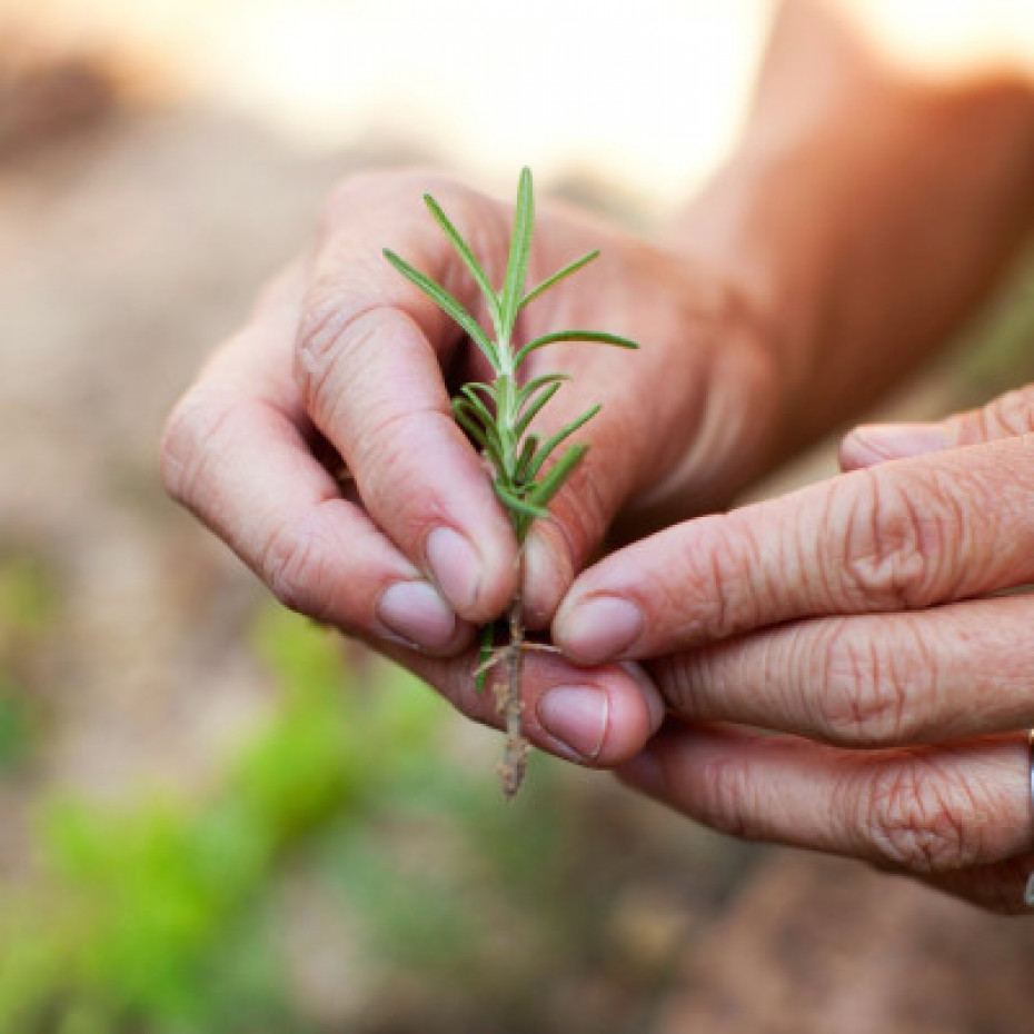 How to Propagate Rosemary • Gardenary