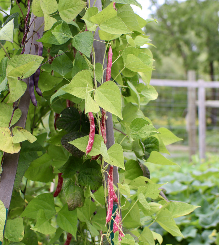 How to Grow Organic Beans in Your Kitchen Garden • Gardenary