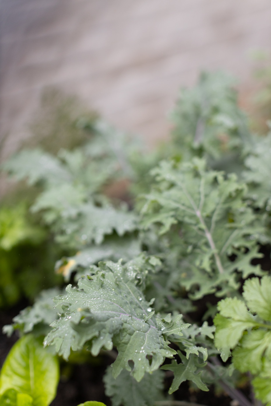 Your Ultimate Guide to Growing Kale • Gardenary