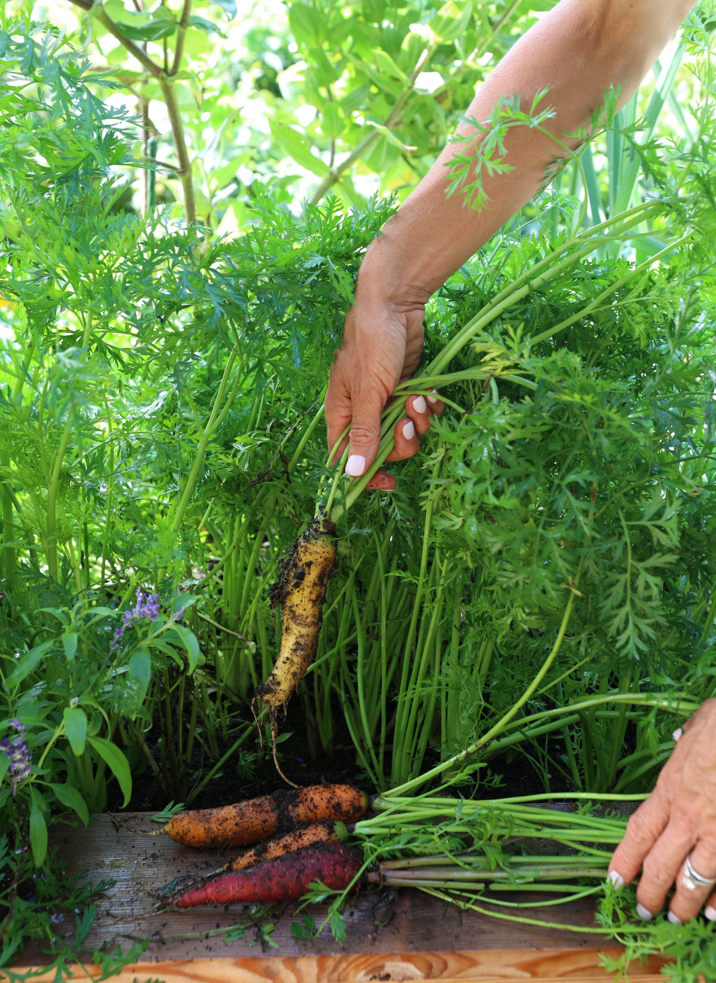How to Grow Organic Carrots in a Raised-Bed Kitchen Garden • Gardenary