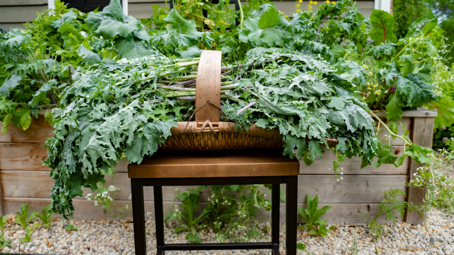 How to Harvest Kale and Encourage More Leaf Growth • Gardenary