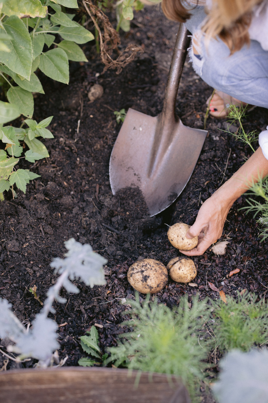 Easy Steps to Plant Organic Potatoes • Gardenary