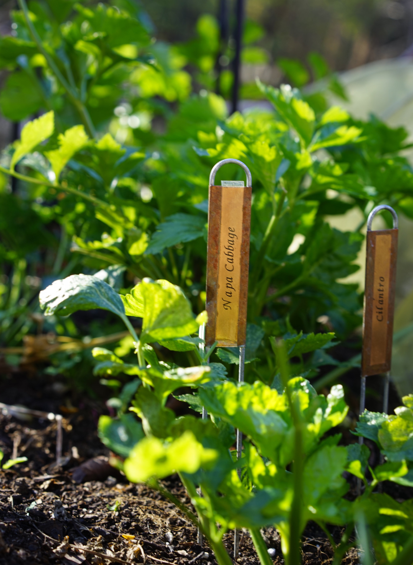 What to Do in the Kitchen Garden in January • Gardenary