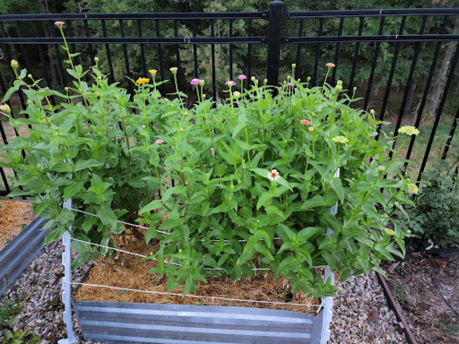 How To Start A Cut Flower Garden For Beginners Gardenary