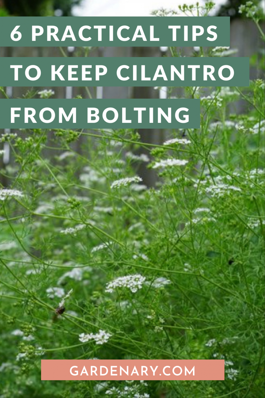6 Practical Tips to Keep Cilantro from Bolting • Gardenary