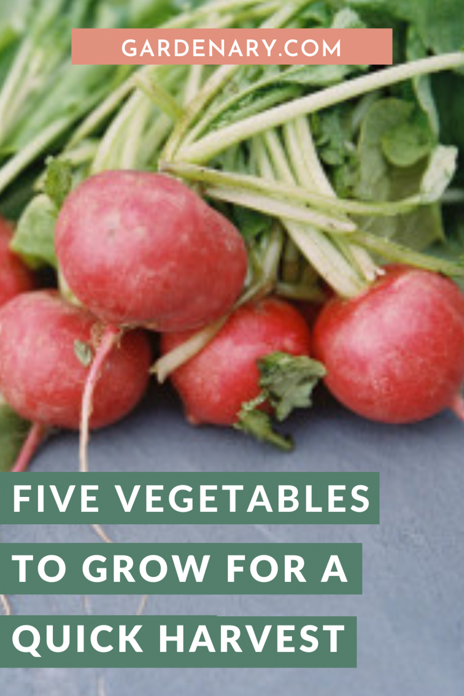 Five Vegetables to Grow for a Quick Harvest • Gardenary