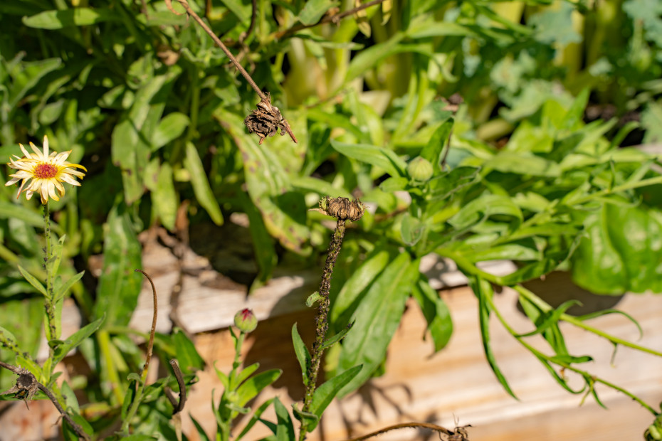 Benefits of Growing a Trap Crop • Gardenary