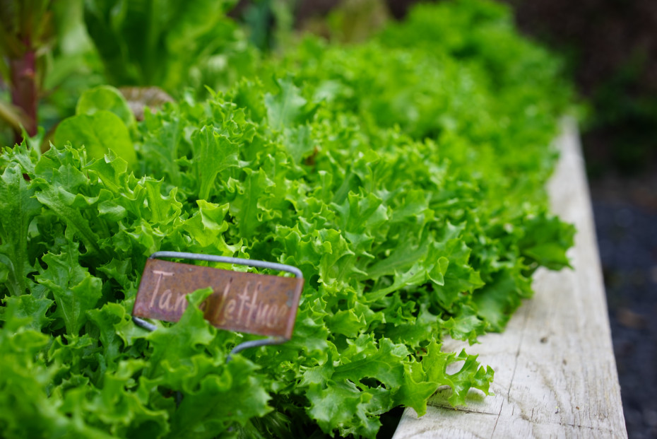 How to Create a Salad Garden Box and Grow Your Own Gourmet Salads ...